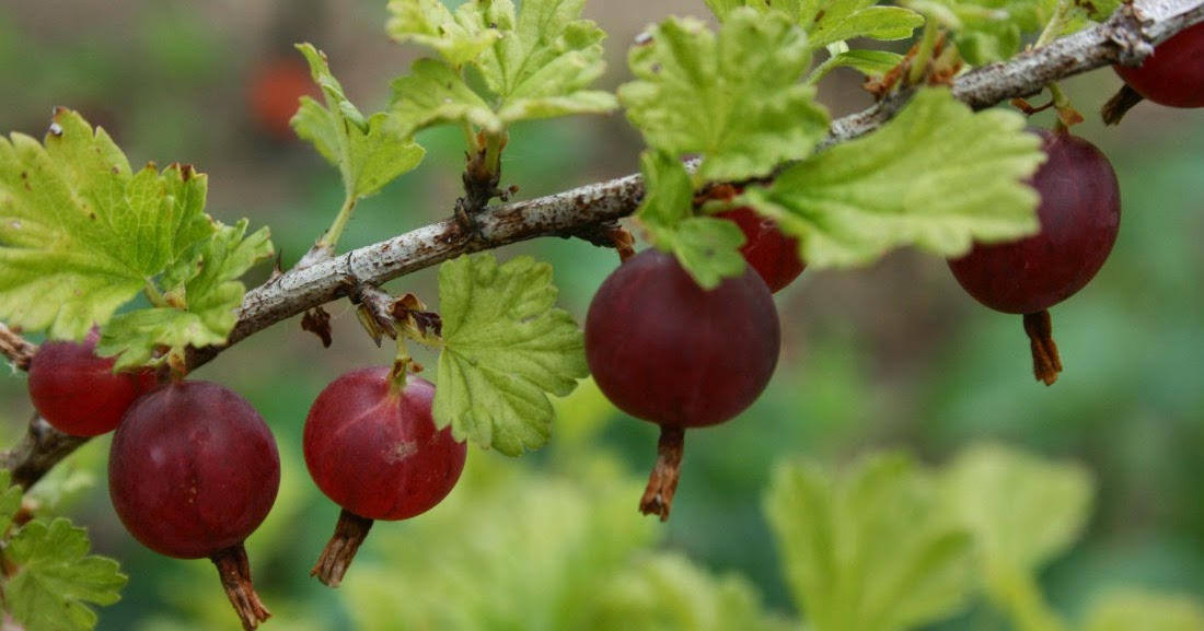 The Fruit Growing Expert: The best mildew resistant Gooseberry varieties